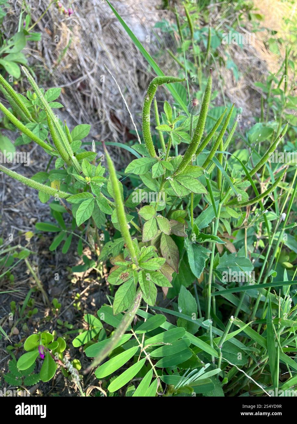 Asian spiderflower (Cleome viscosa Stock Photo - Alamy