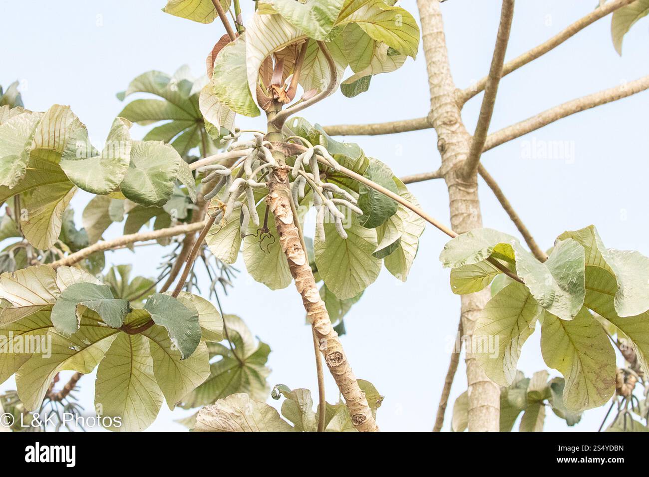 trumpet tree (Cecropia peltata Stock Photo - Alamy