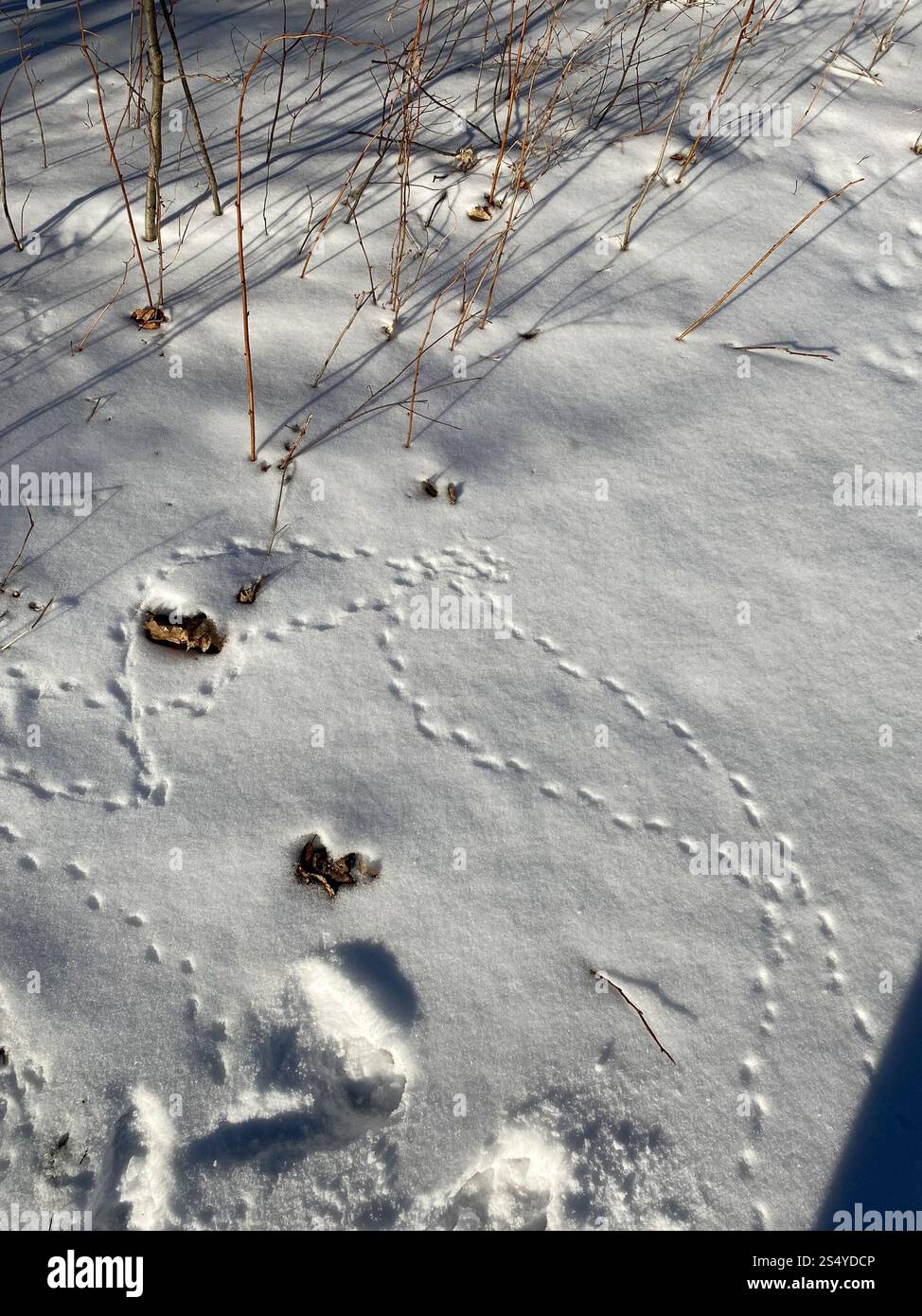 Mice, Rats, and Hamsters (Myomorpha Stock Photo - Alamy