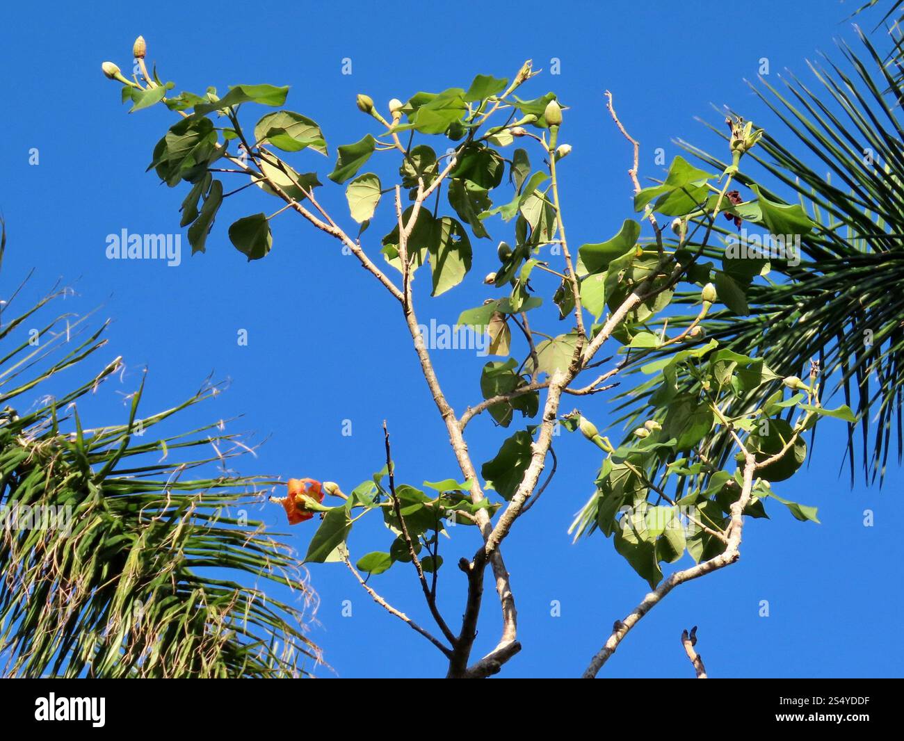blue mahoe (Hibiscus elatus Stock Photo - Alamy