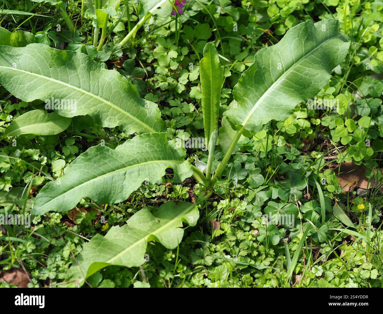 Japanese Dock (Rumex japonicus Stock Photo - Alamy