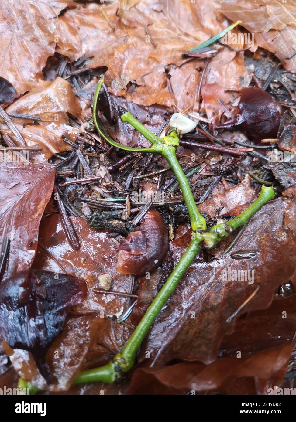 European mistletoe (Viscum album Stock Photo - Alamy