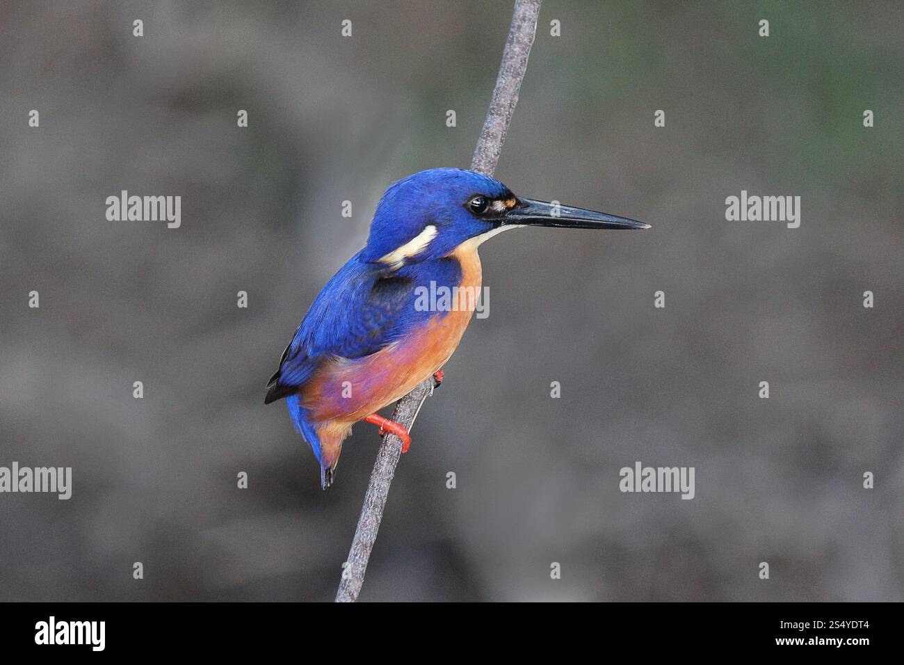 Azure Kingfisher (Ceyx azureus Stock Photo - Alamy