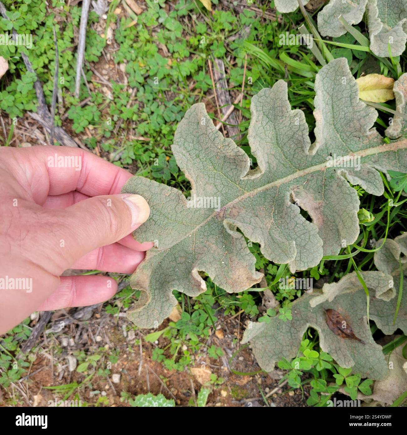 wavyleaf mullein (Verbascum sinuatum Stock Photo - Alamy