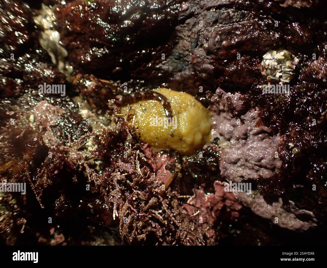 Doris montereyensis hi-res stock photography and images - Alamy