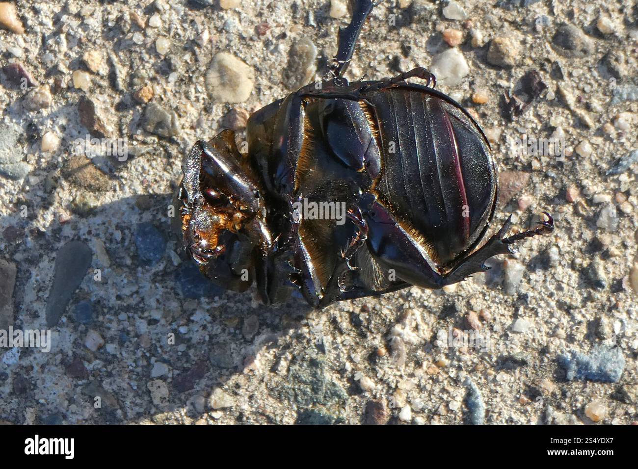 Australian Rhinoceros Beetle (Xylotrupes australicus Stock Photo - Alamy