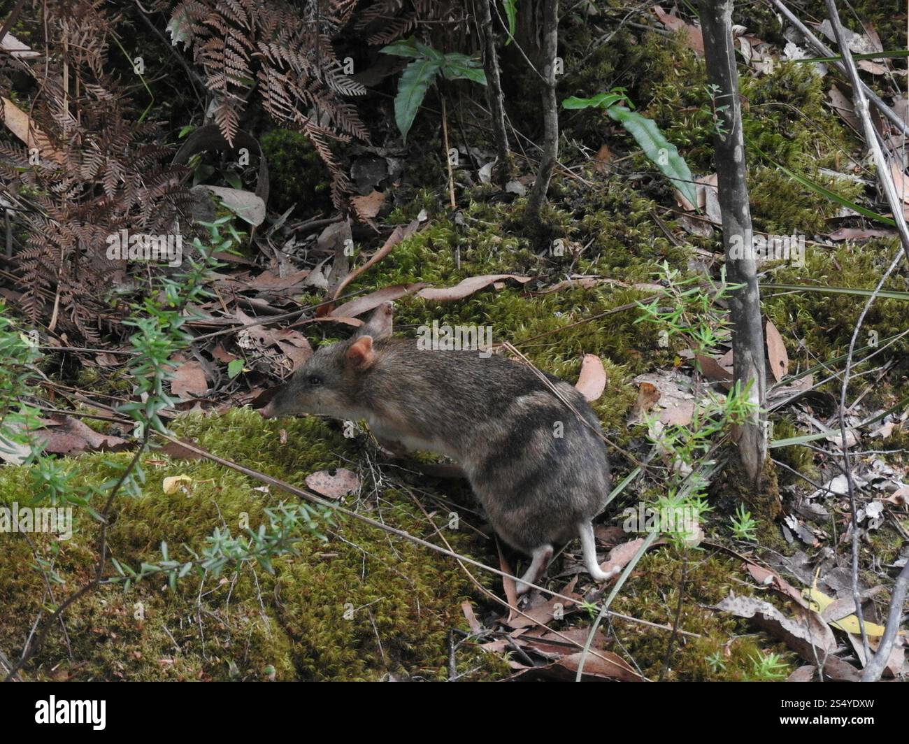 Eastern Barred Bandicoot (Perameles gunnii Stock Photo - Alamy