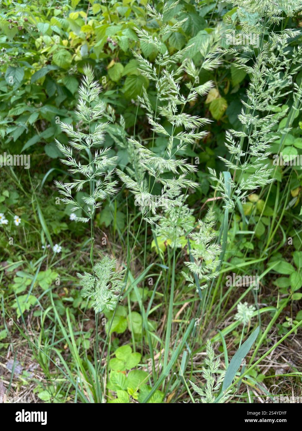 Bushgrass (Calamagrostis epigejos Stock Photo - Alamy