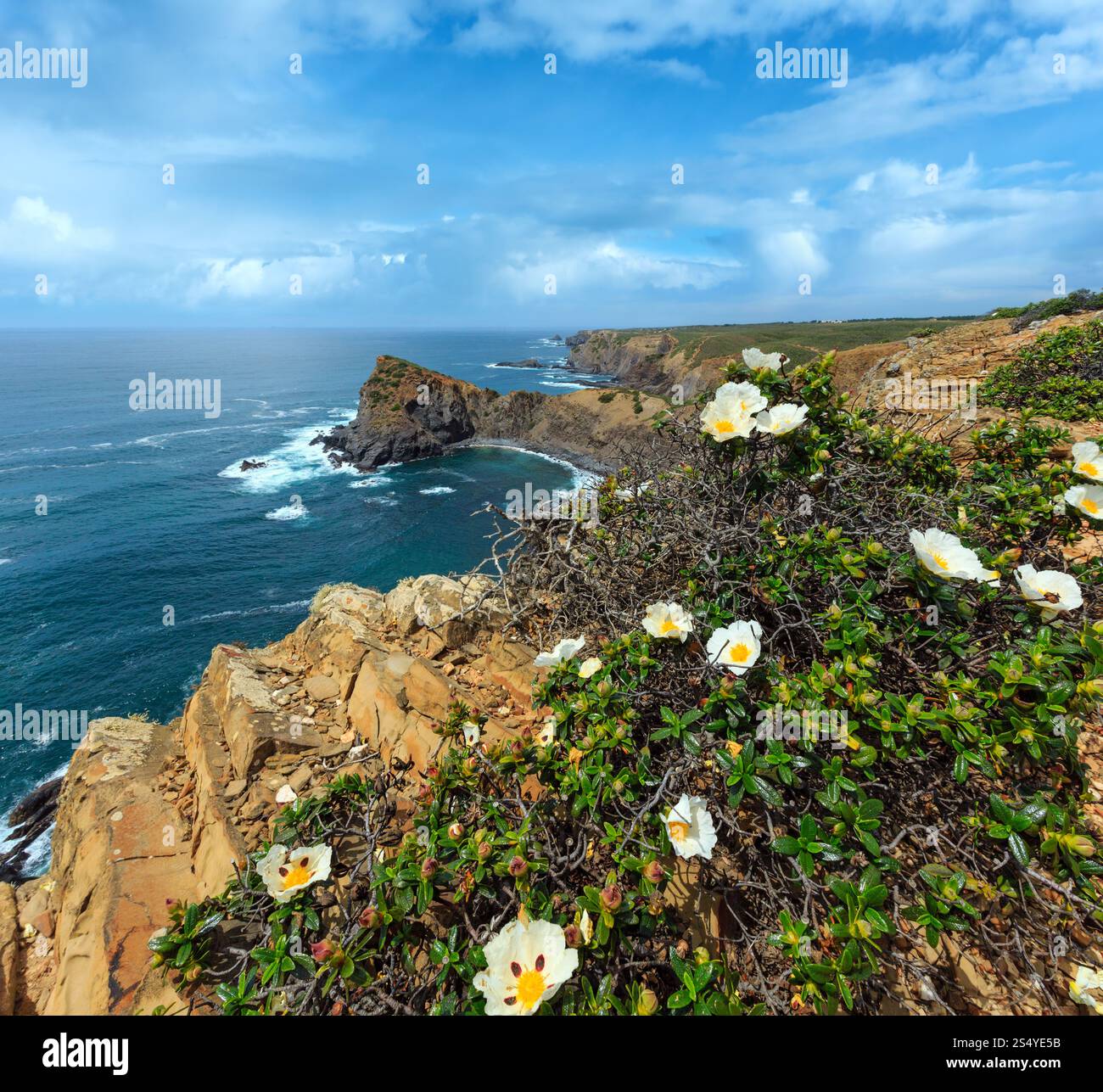 Summer Atlantic ocean rocky coastline scenery with bush of white ...