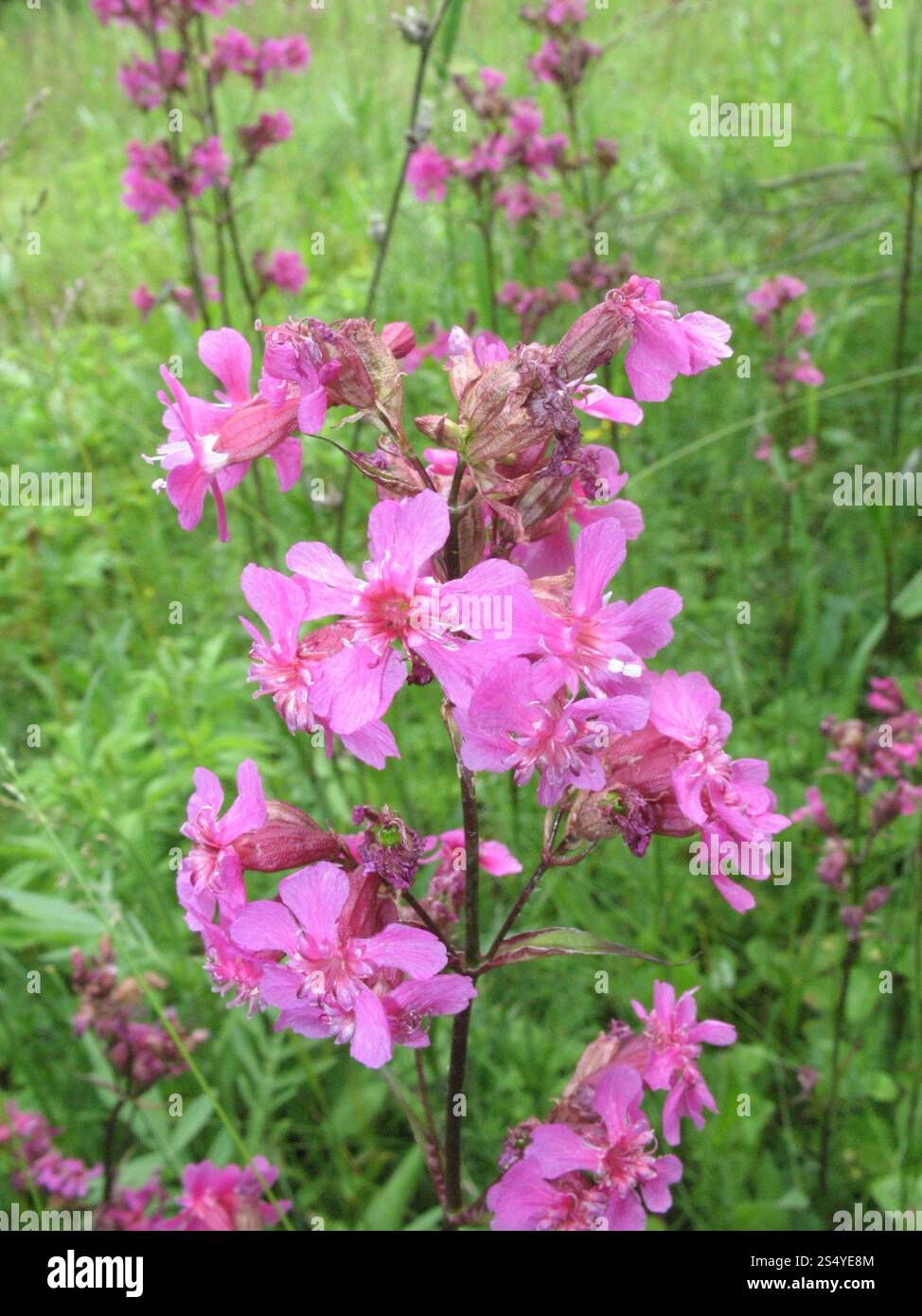 Sticky Catchfly (Viscaria vulgaris Stock Photo - Alamy