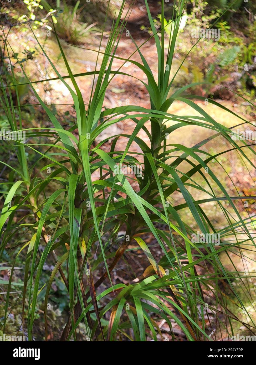 (Dracophyllum longifolium longifolium Stock Photo - Alamy
