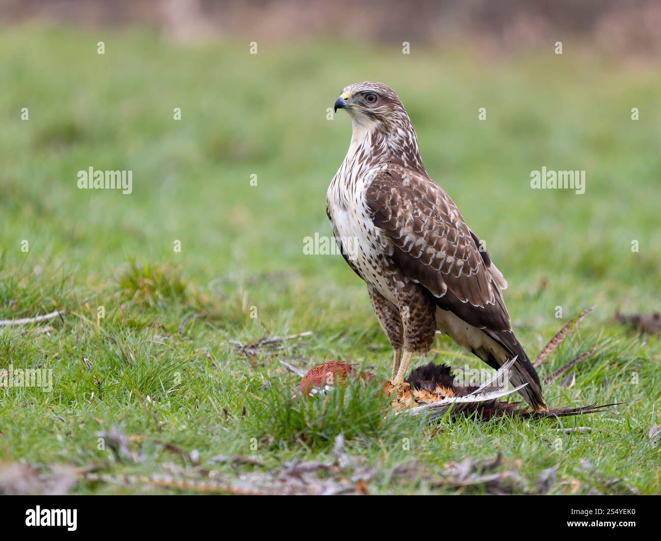 Common buzzard, Buteo buteo, Single bird on grass eating pheasant, Northamptonshire, January ...