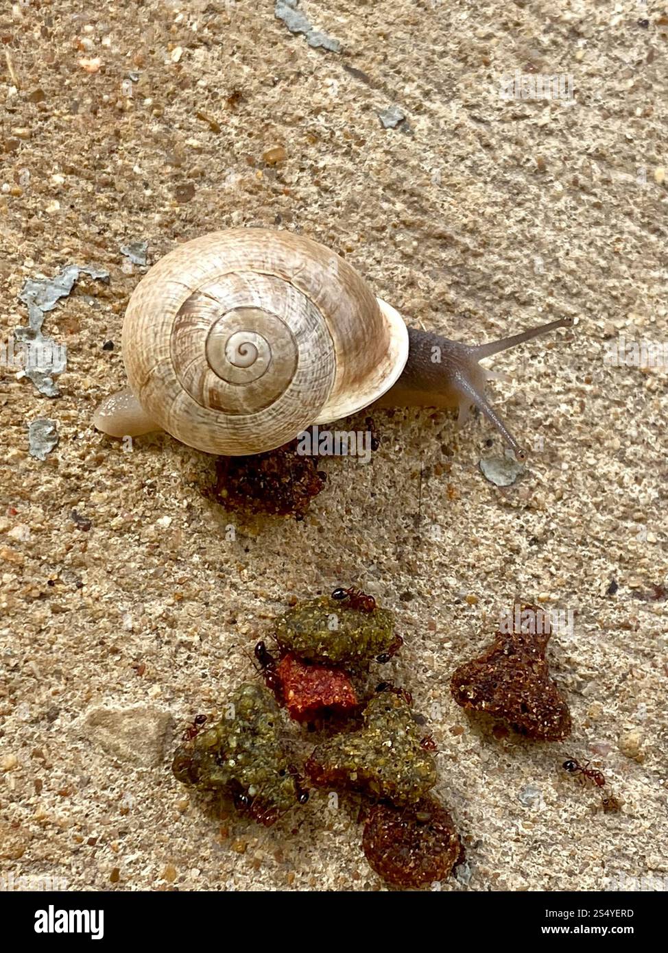 Milk Snail (Otala lactea Stock Photo - Alamy