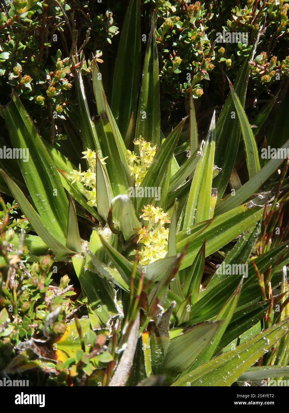 Pineapple Grass (Astelia alpina Stock Photo - Alamy