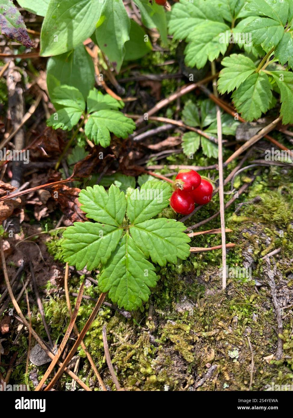 Five-leaf Dwarf Bramble (Rubus pedatus Stock Photo - Alamy