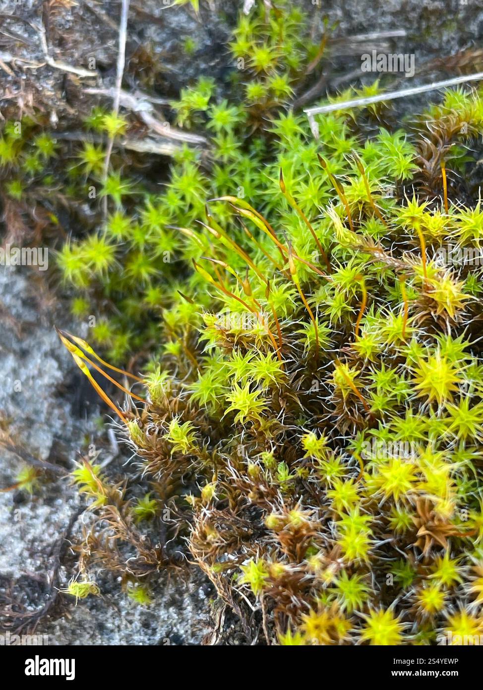 Sand-hill Screw-moss (Syntrichia ruraliformis Stock Photo - Alamy