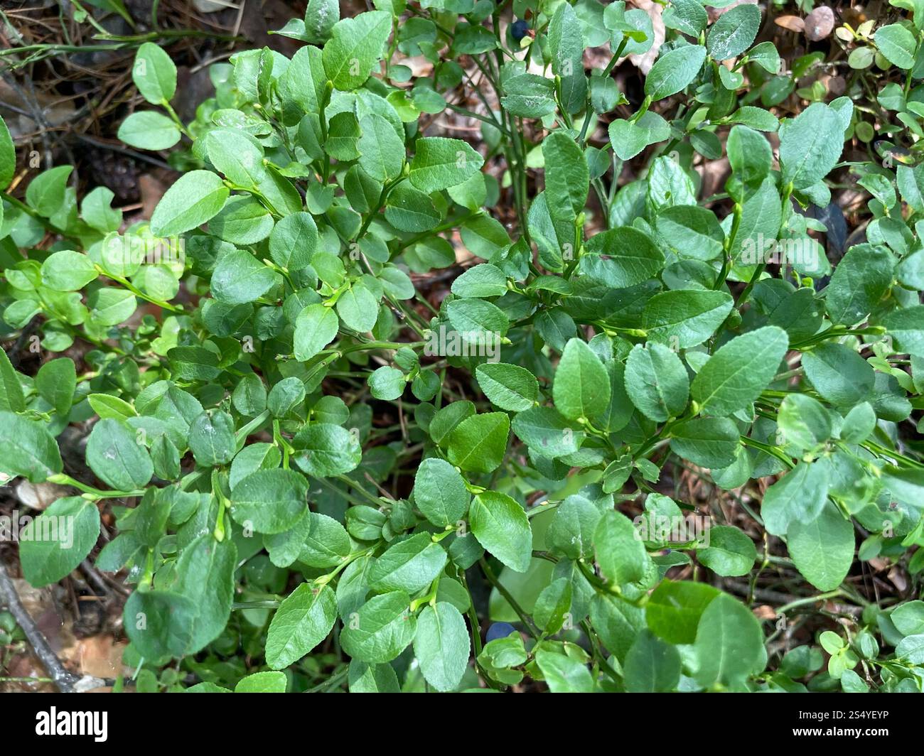 common bilberry (Vaccinium myrtillus Stock Photo - Alamy