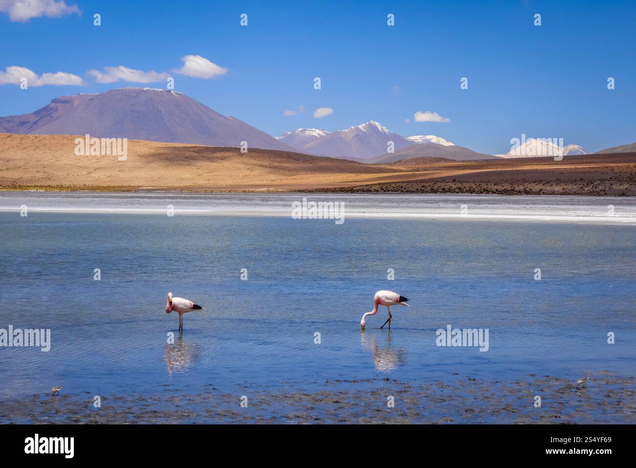 Pink flamingos in altiplano laguna, sud Lipez reserva Eduardo Avaroa ...