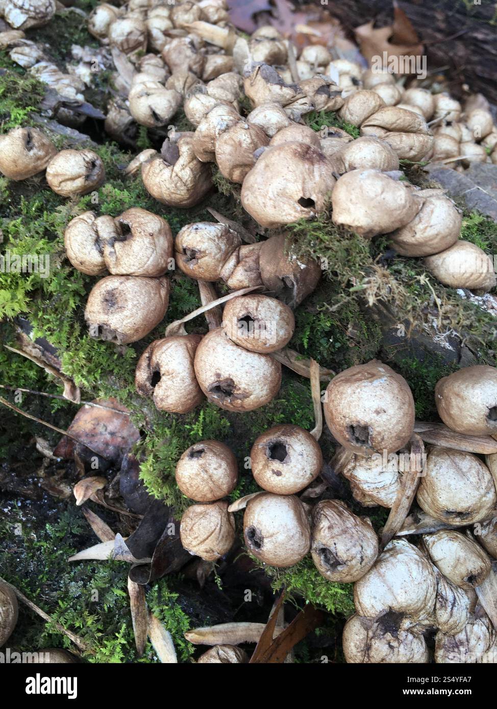 Pear-shaped Puffball (Apioperdon pyriforme Stock Photo - Alamy