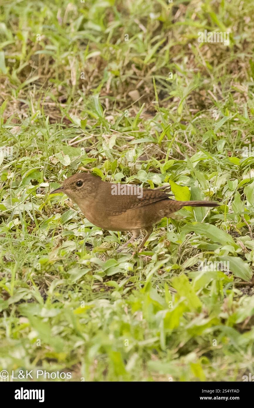 Southern House Wren (Troglodytes musculus Stock Photo - Alamy