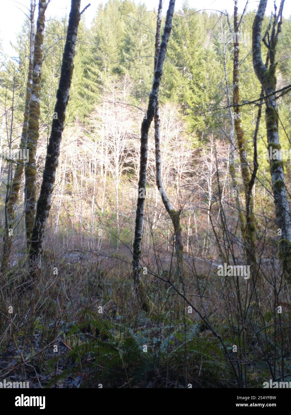Red Alder (Alnus rubra Stock Photo - Alamy
