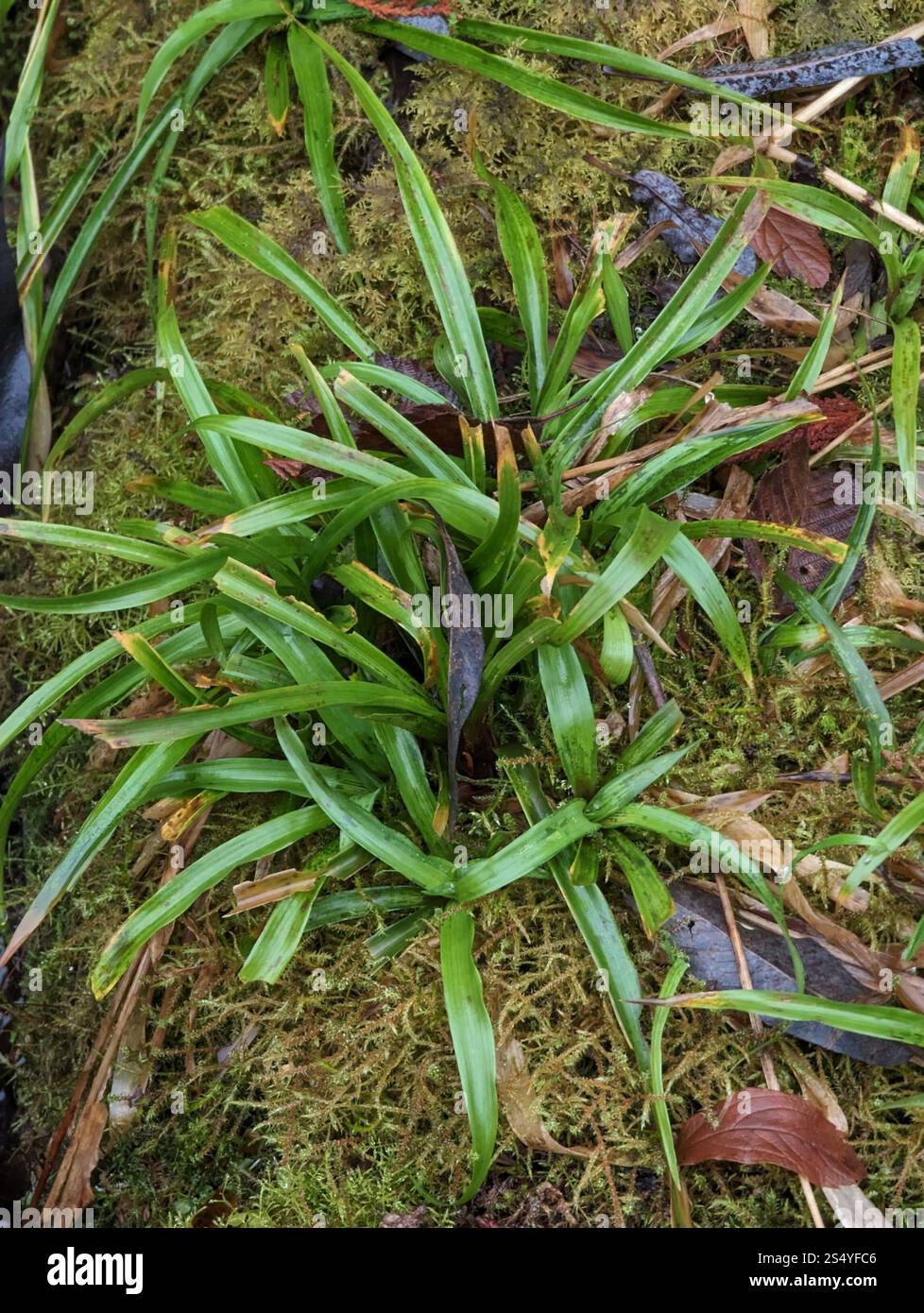 Small-flower Woodrush (Luzula parviflora Stock Photo - Alamy