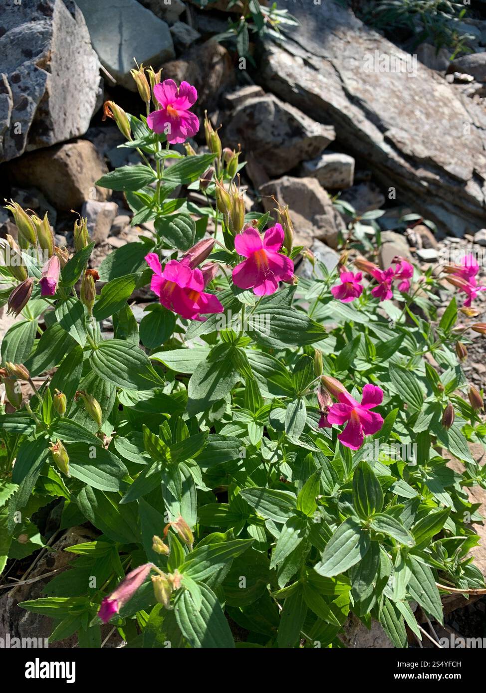 Lewis' monkeyflower (Erythranthe lewisii Stock Photo - Alamy