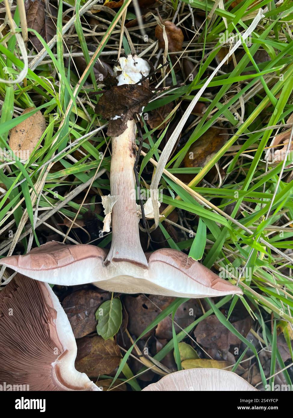 Yellow Stainer (Agaricus xanthodermus Stock Photo - Alamy