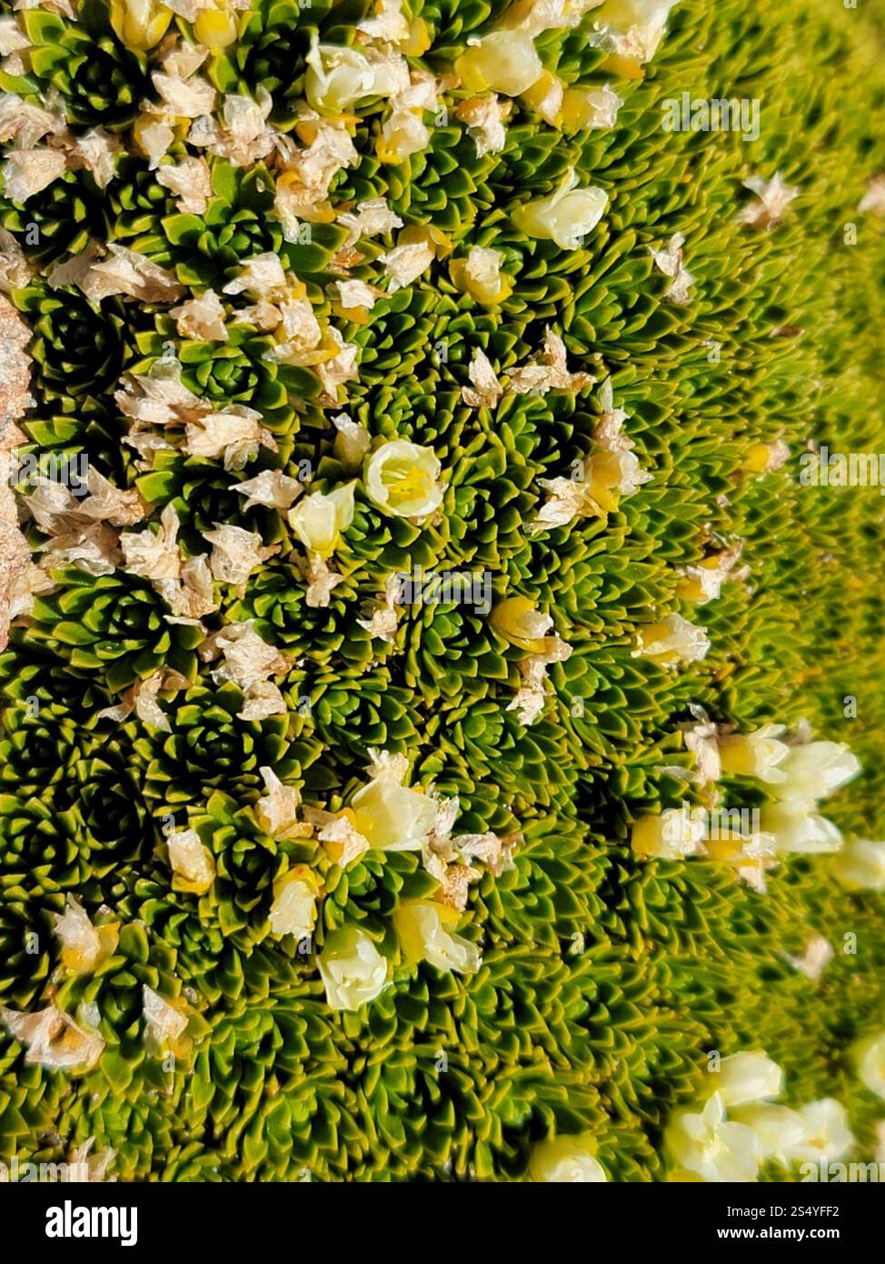 Hectorella caespitosa hi-res stock photography and images - Alamy