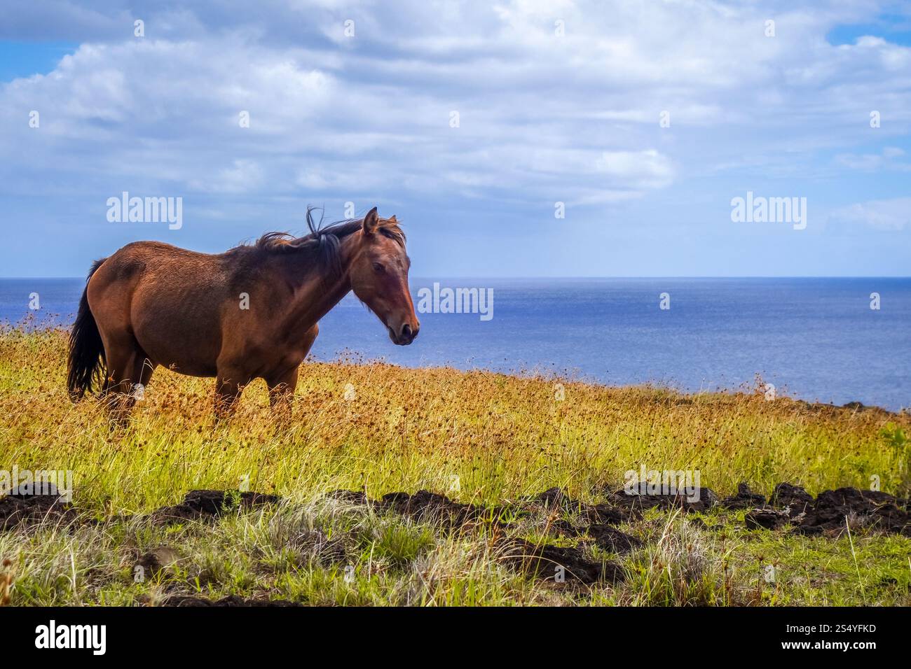 Horse on easter island cliffs, pacific ocean, Chile Stock Photo - Alamy