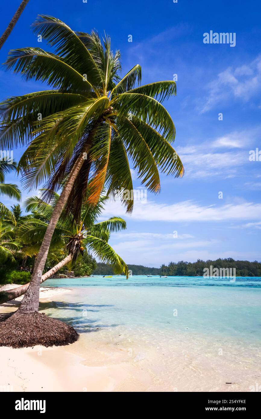 Paradise tropical beach and lagoon in Moorea Island. French Polynesia ...