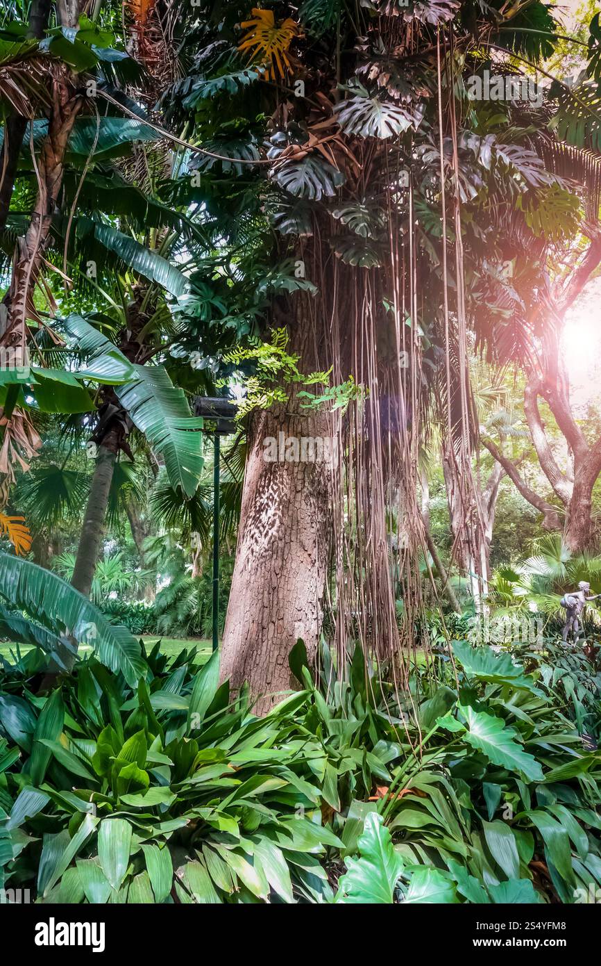 trees and lianas in the rainforest. Jungle background. trees and lianas ...