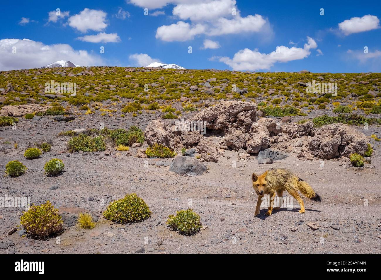 Red fox in Altiplano desert, sud Lipez reserva Eduardo Avaroa, Bolivia ...
