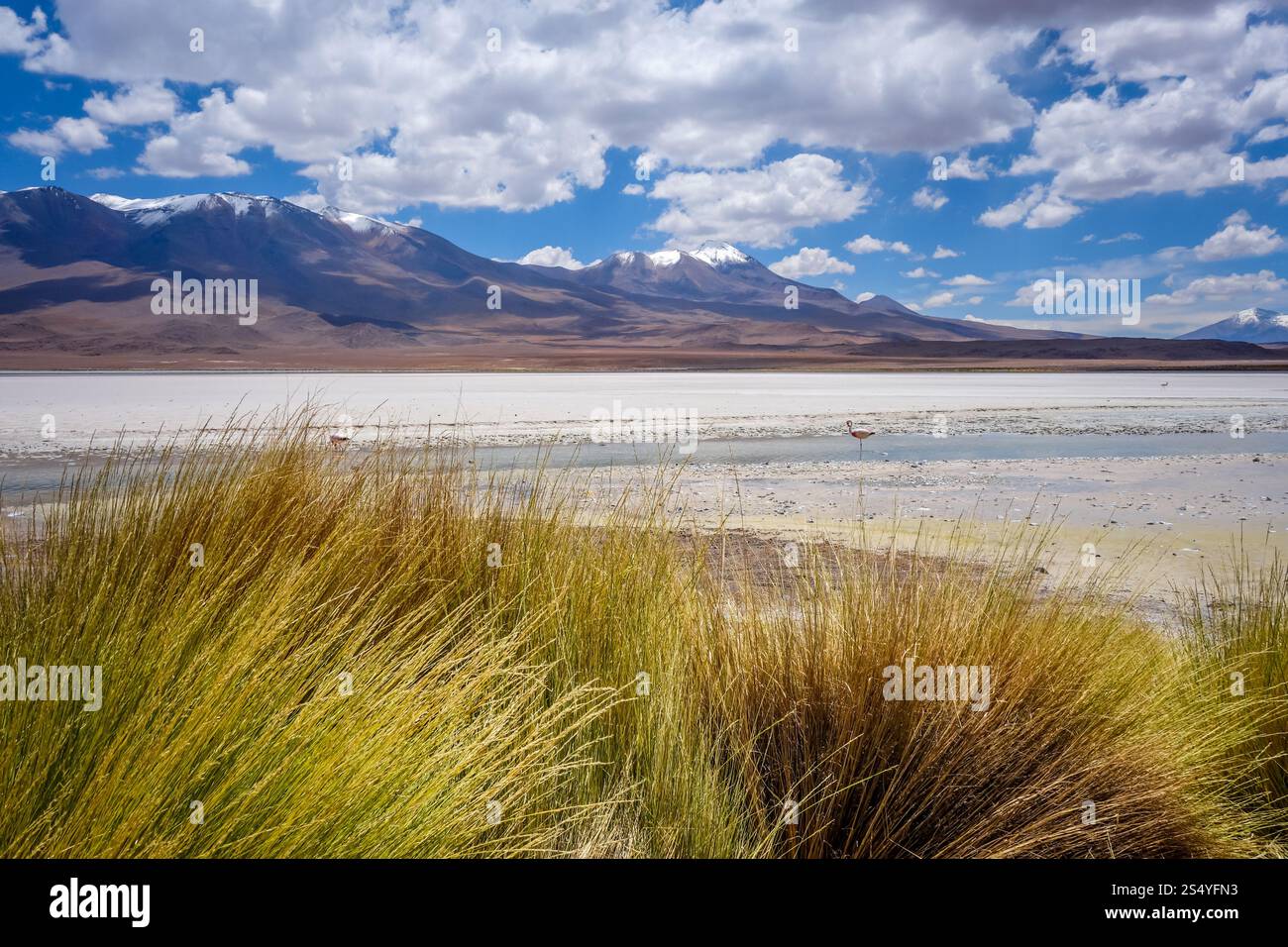 Laguna Honda in sud Lipez Altiplano reserva Eduardo Avaroa, Bolivia ...