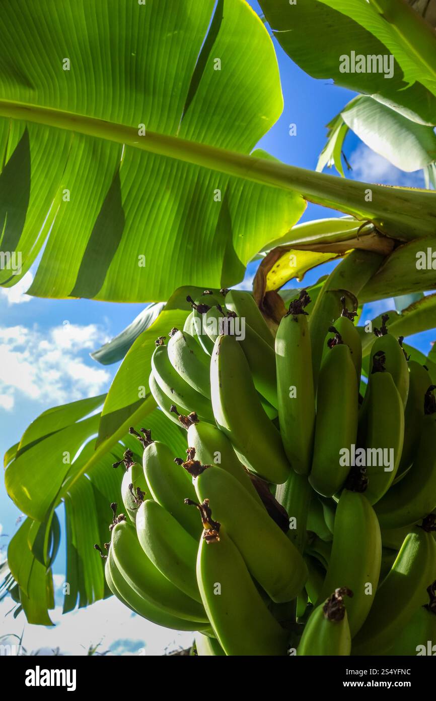 Banana tree detail in a tropical environment, easter island, Chile ...
