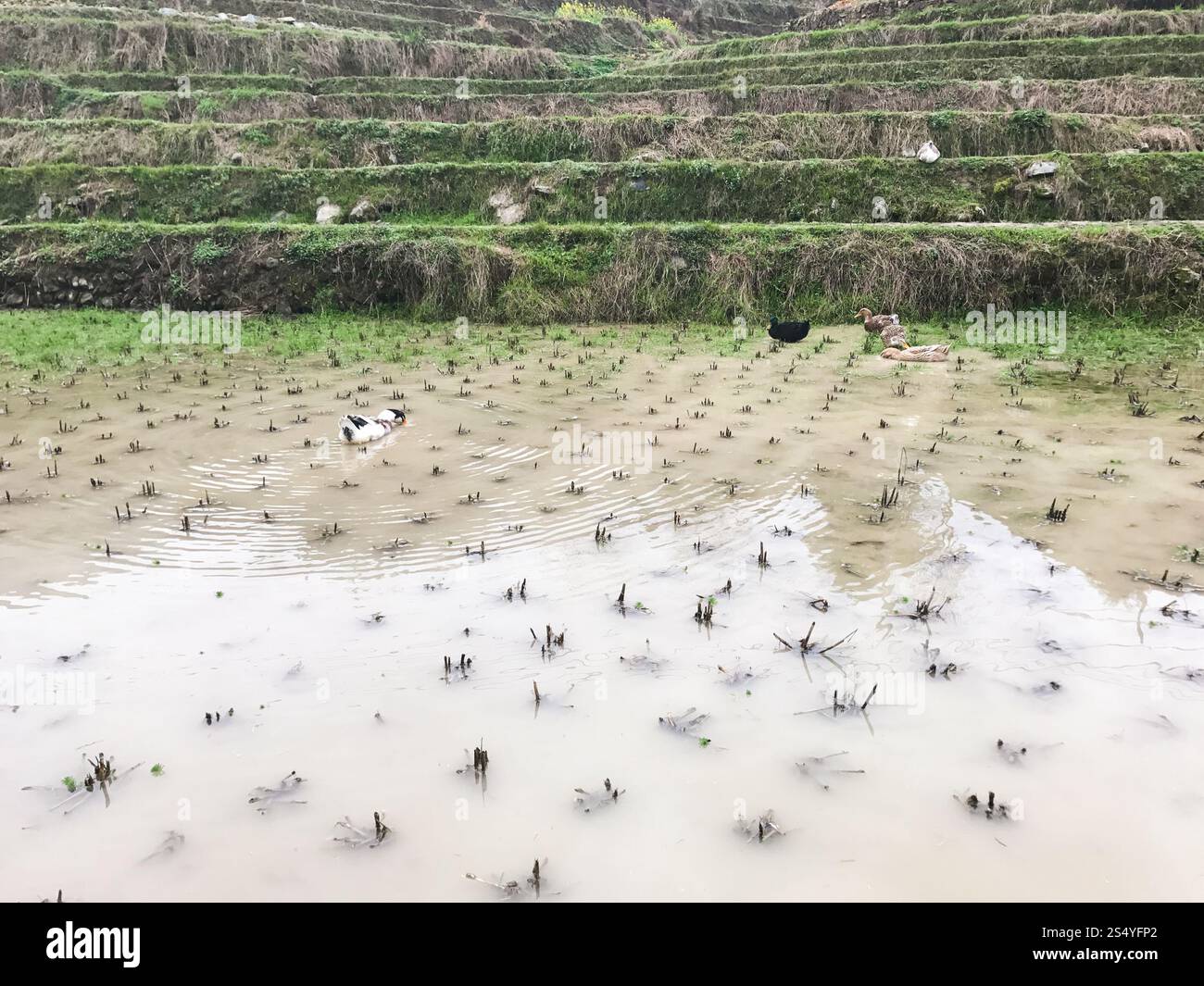 travel to China - ducks in water on rice paddy field in of Dazhai ...