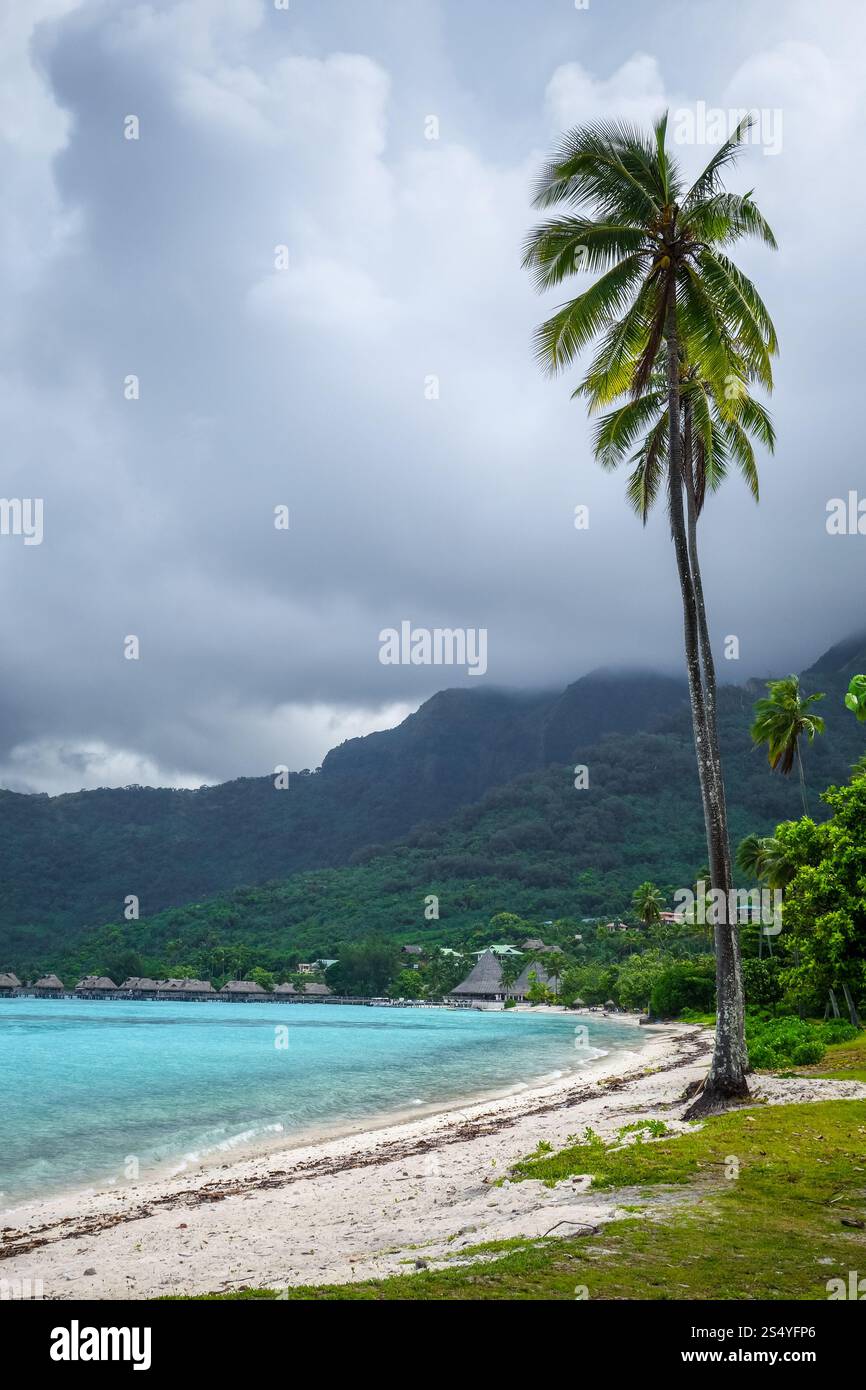 Palm trees on Temae Beach in Moorea island. French Polynesia. Palm ...