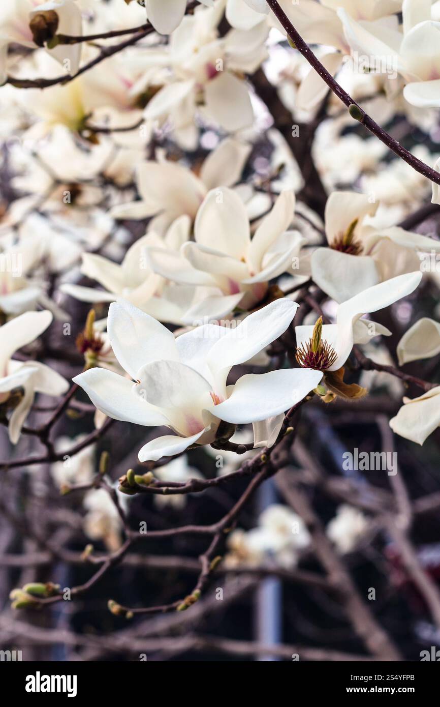 travel to China - blossoming magnolia tree in Imperial Ancestral Hall ...