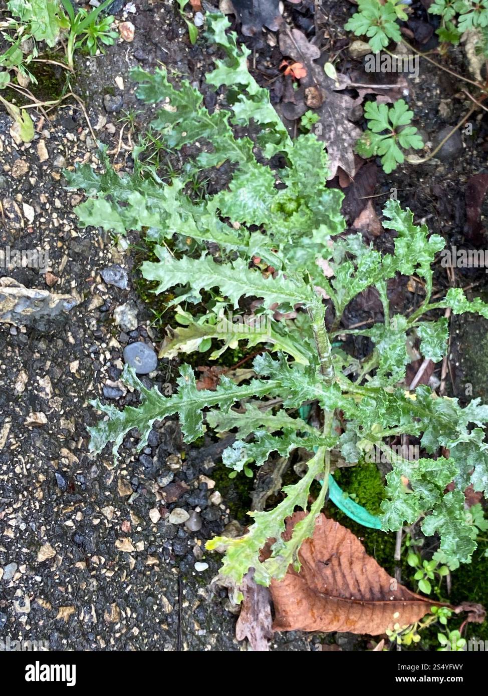 common groundsel (Senecio vulgaris Stock Photo - Alamy