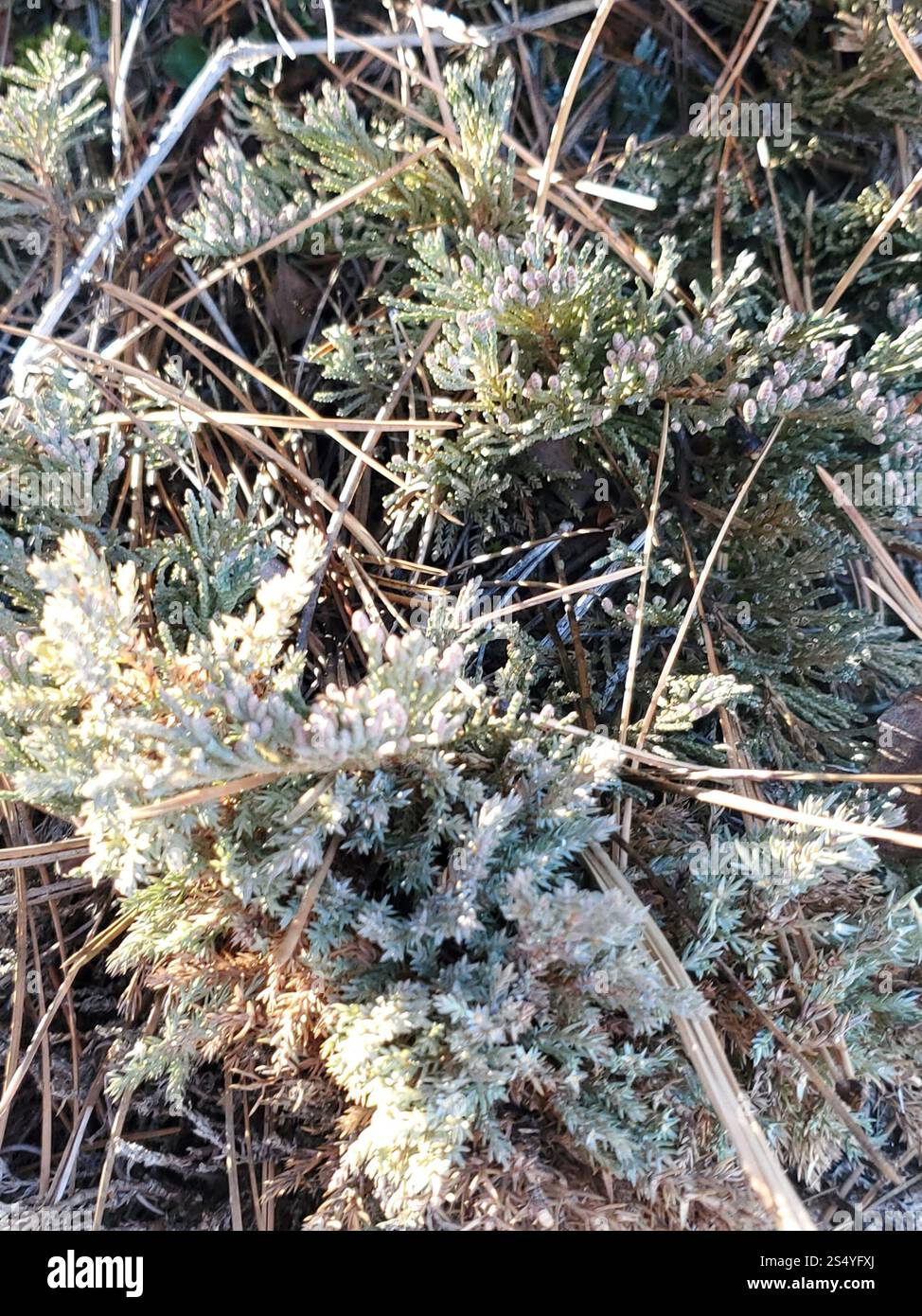 creeping juniper (Juniperus horizontalis Stock Photo - Alamy