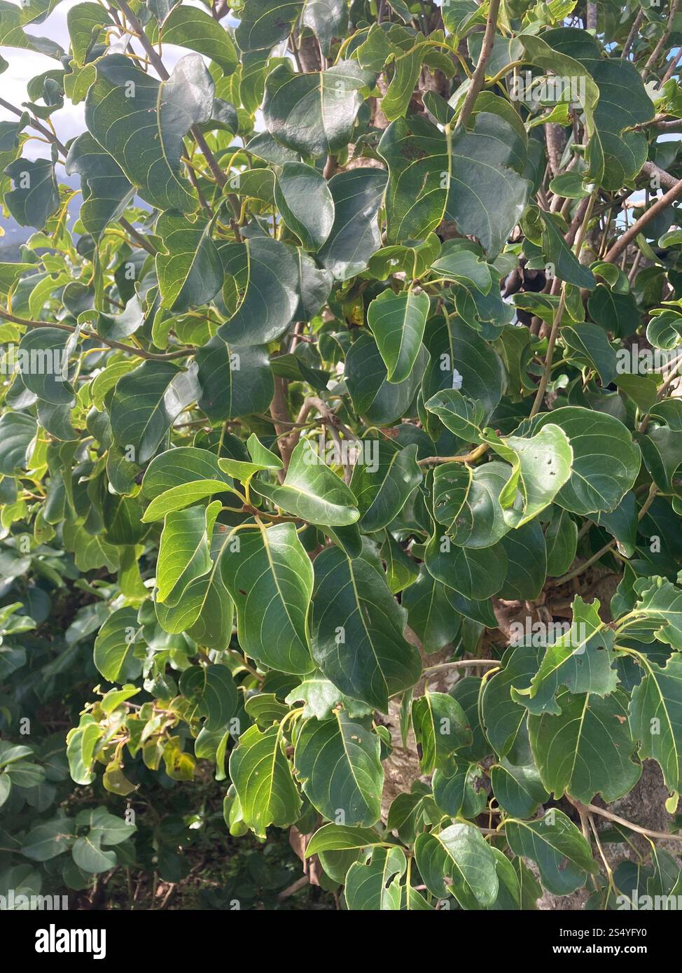 Water Mampoo (Pisonia subcordata Stock Photo - Alamy