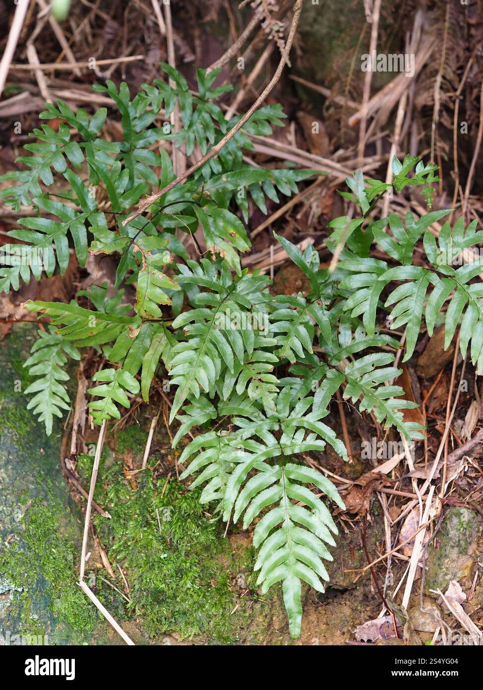 Semi-pinnated Brake (Pteris semipinnata Stock Photo - Alamy
