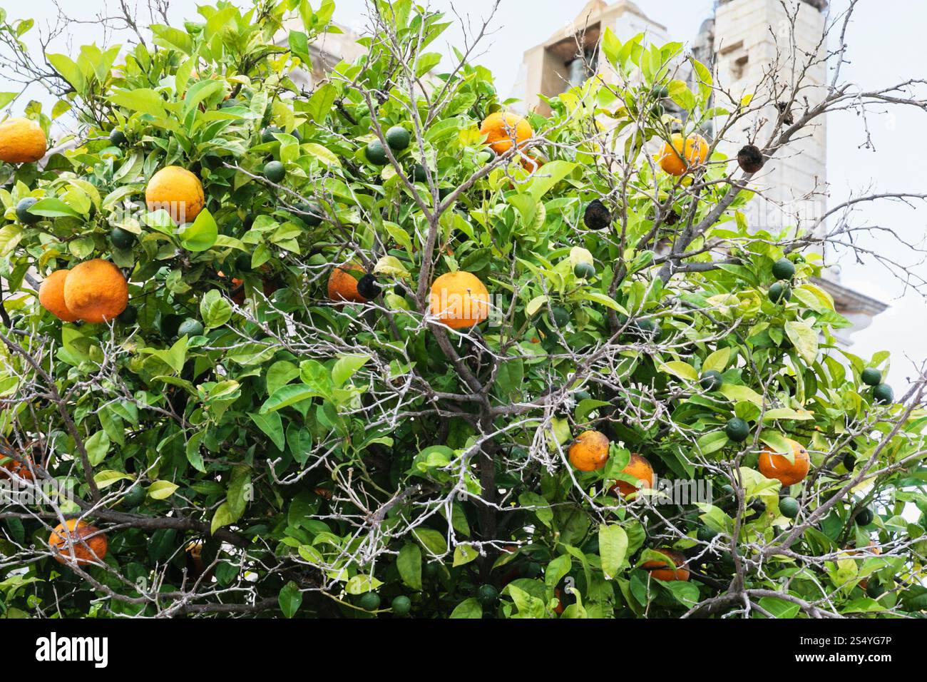 Travel to Algarve Portugal - mandarine tree with ripe fruits and ...