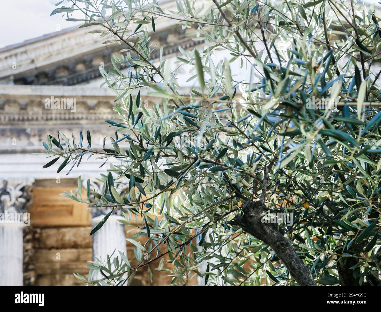 Travel to Provence, France - olive tree and Maison Carree ancient Roman ...