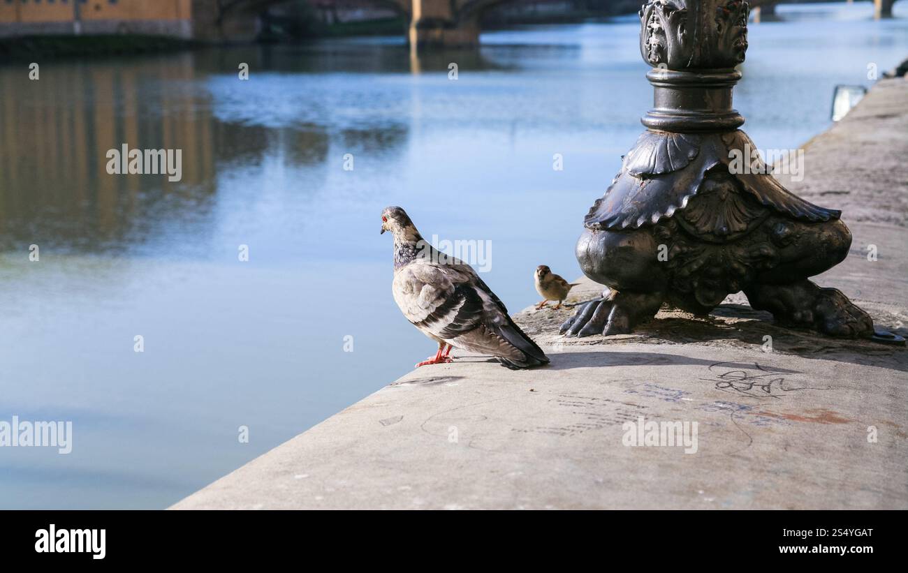 Dove on parapet hi-res stock photography and images - Alamy