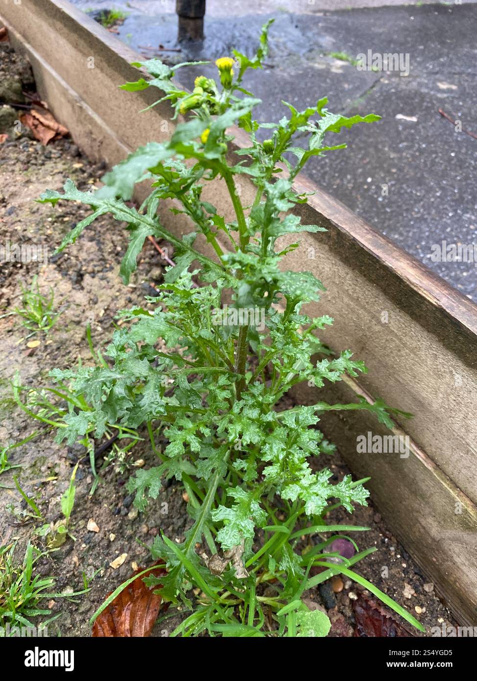 common groundsel (Senecio vulgaris Stock Photo - Alamy