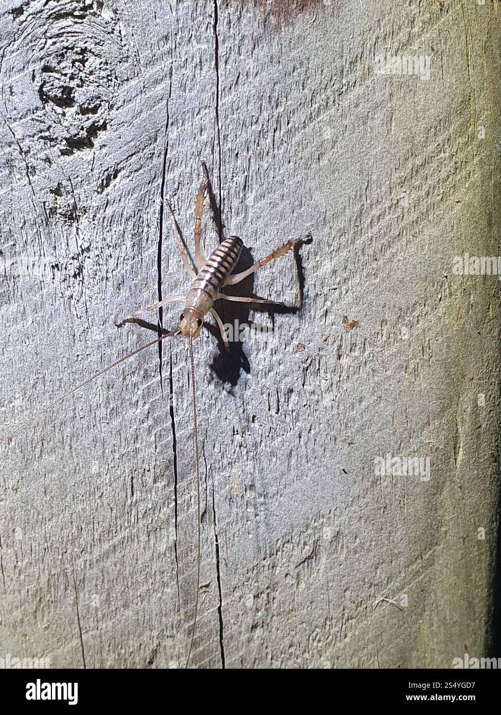 Wellington Tree Wētā (Hemideina crassidens Stock Photo - Alamy