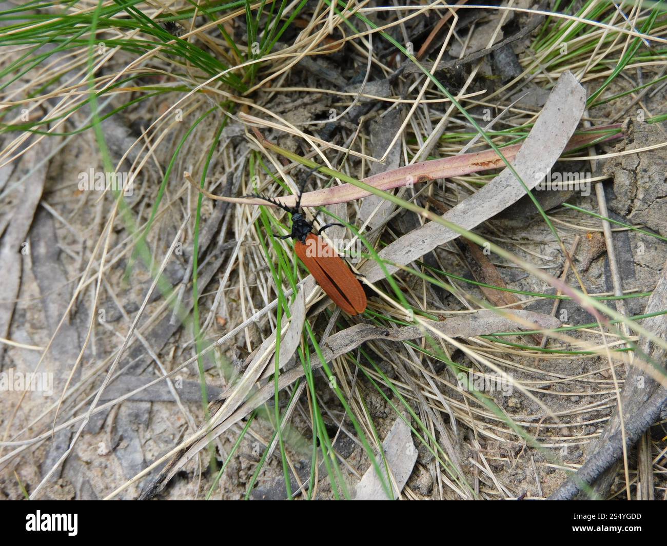 Red-winged Lycid (Porrostoma rufipenne Stock Photo - Alamy