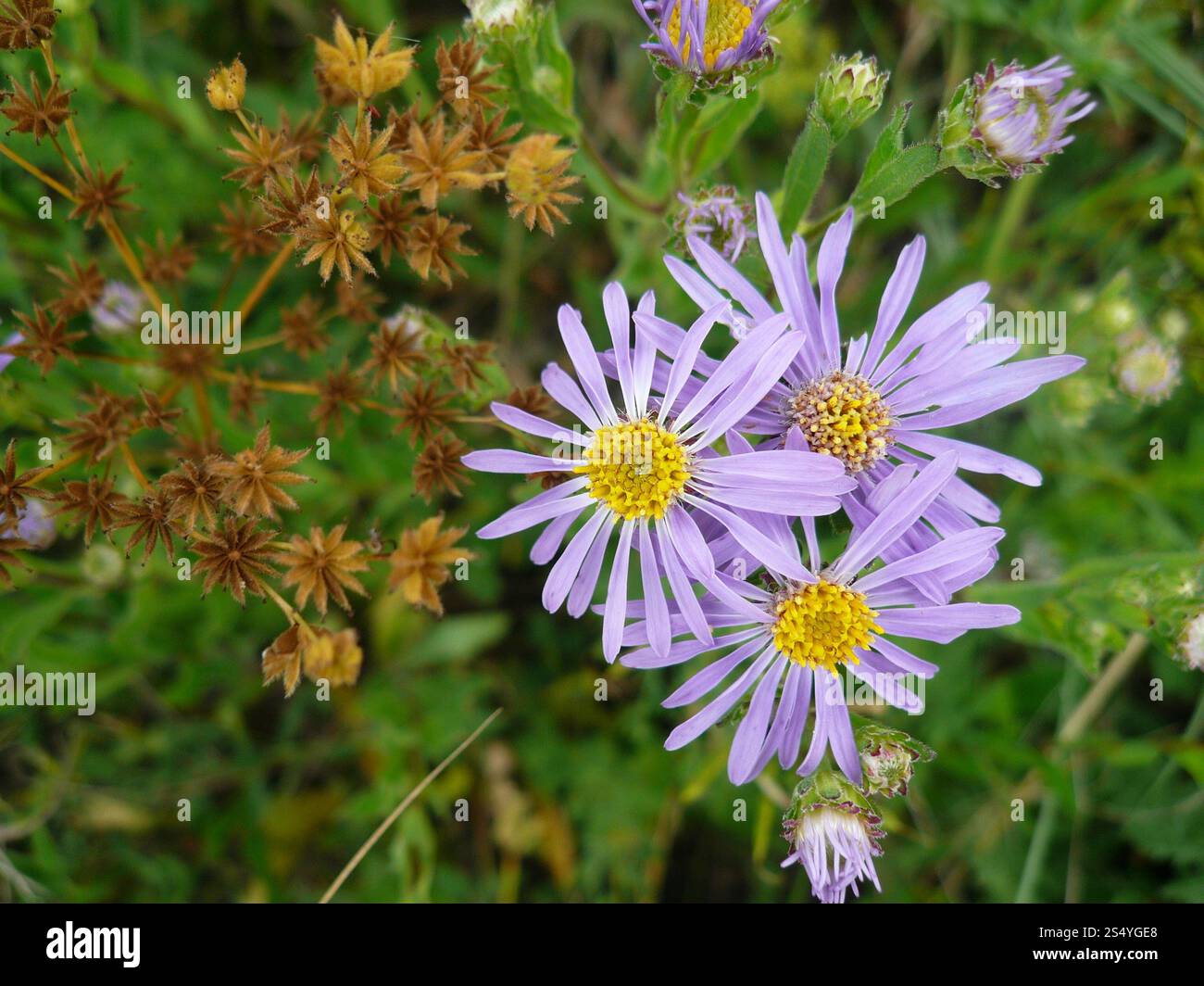 Italian Aster (Aster amellus Stock Photo - Alamy