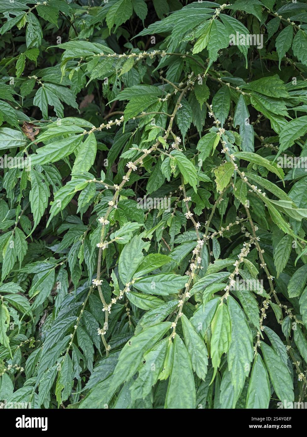 Large lineolate Elatostema (Elatostema lineolatum Stock Photo - Alamy
